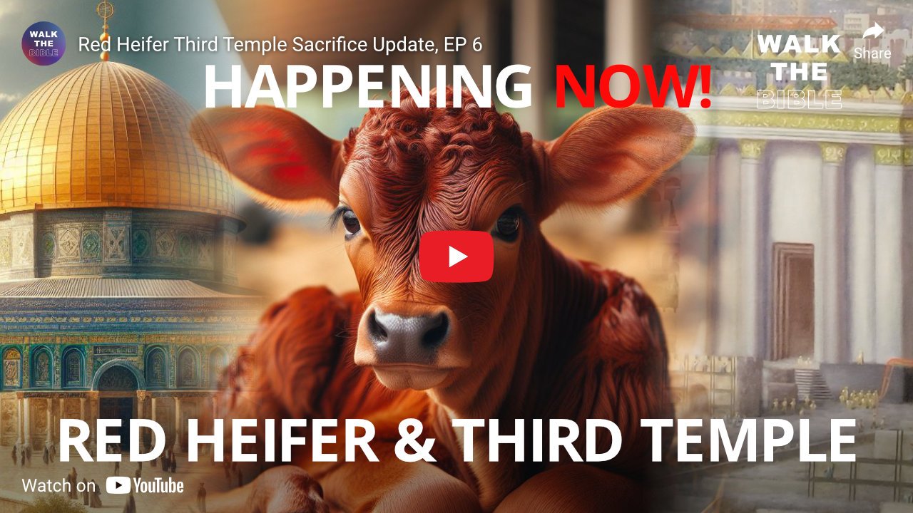 Red Heifer Third Temple Sacrifice News – By Faith